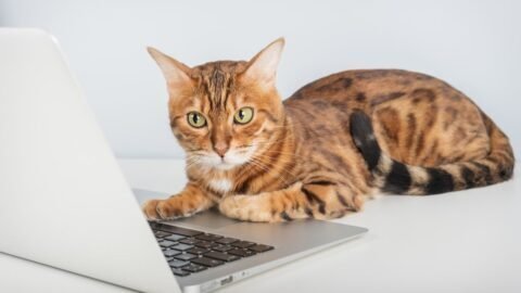 How to Compare Cat Insurance Policies in 2024: A Practical Guide for ...
